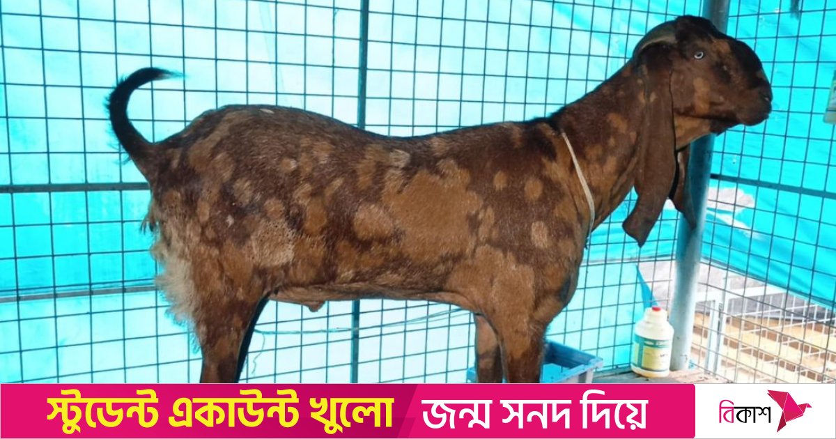 How is the most celebrated goat doing now?