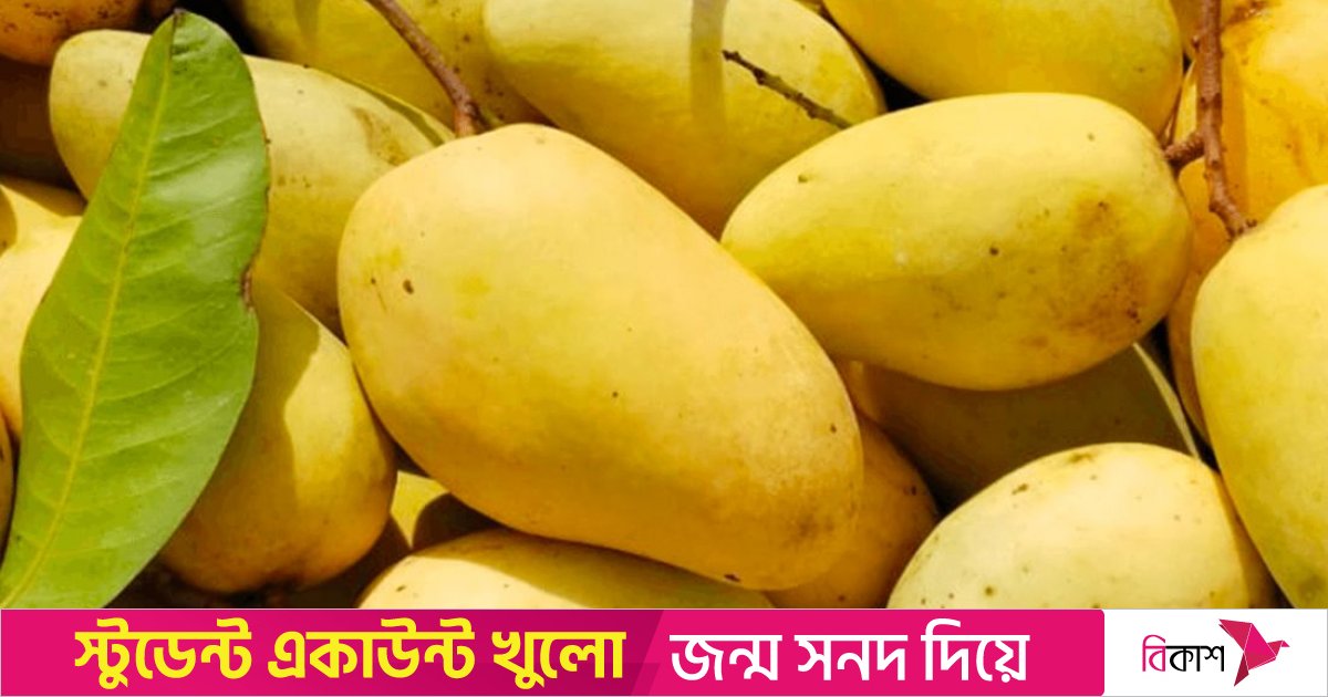 Katimon mango: A year-round delight