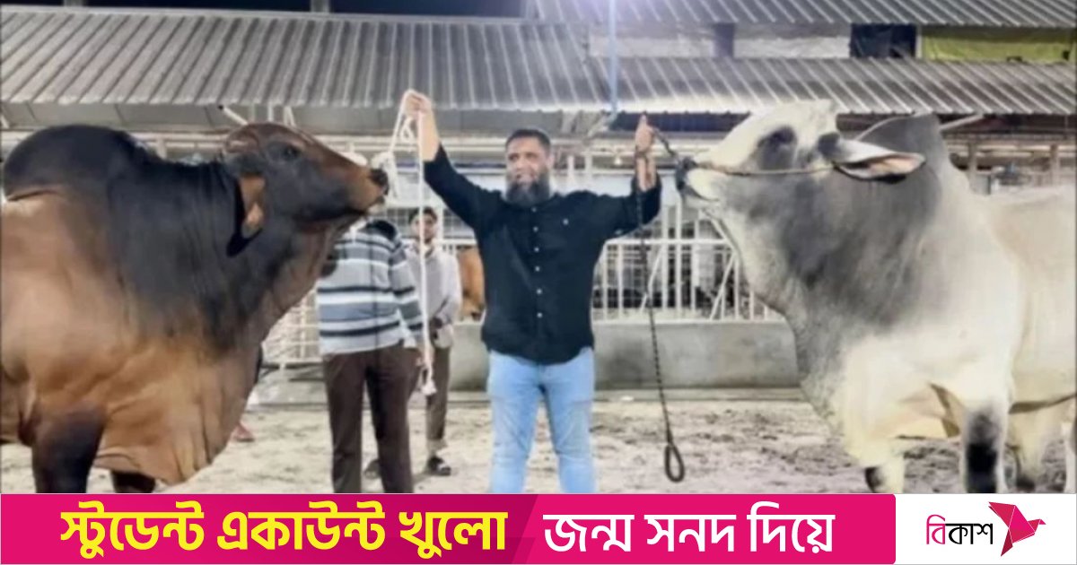 ACC seizes 6 banned Brahman cows from Sadeeq Agro
