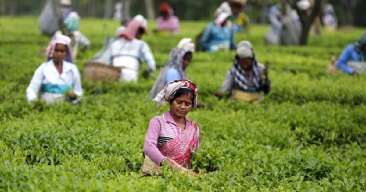 3rd tea auction centre to open in Panchagarh in September
