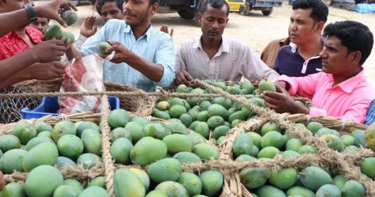 Bangladesh exports 2,700 tons of mangoes to 34 countries