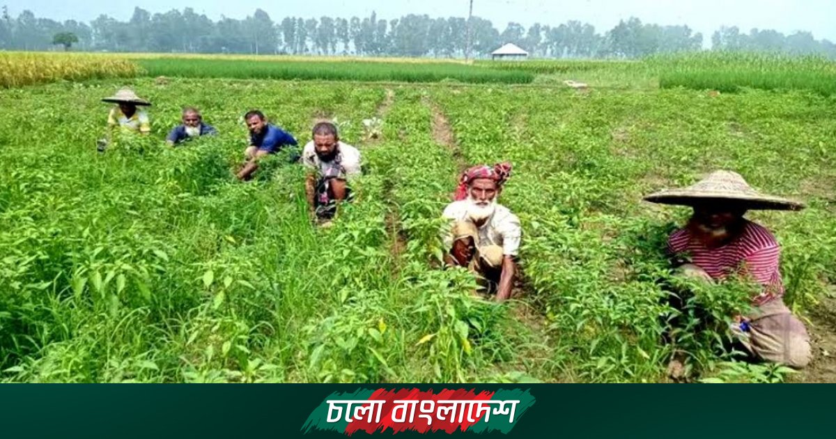 Bogra farmers eye bumper yield of chilli