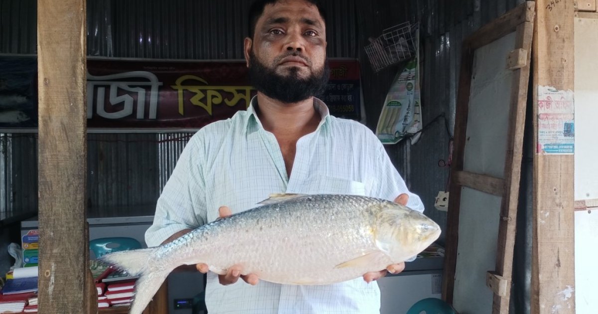 2.5kg ilish sold for 13K in Kuakata