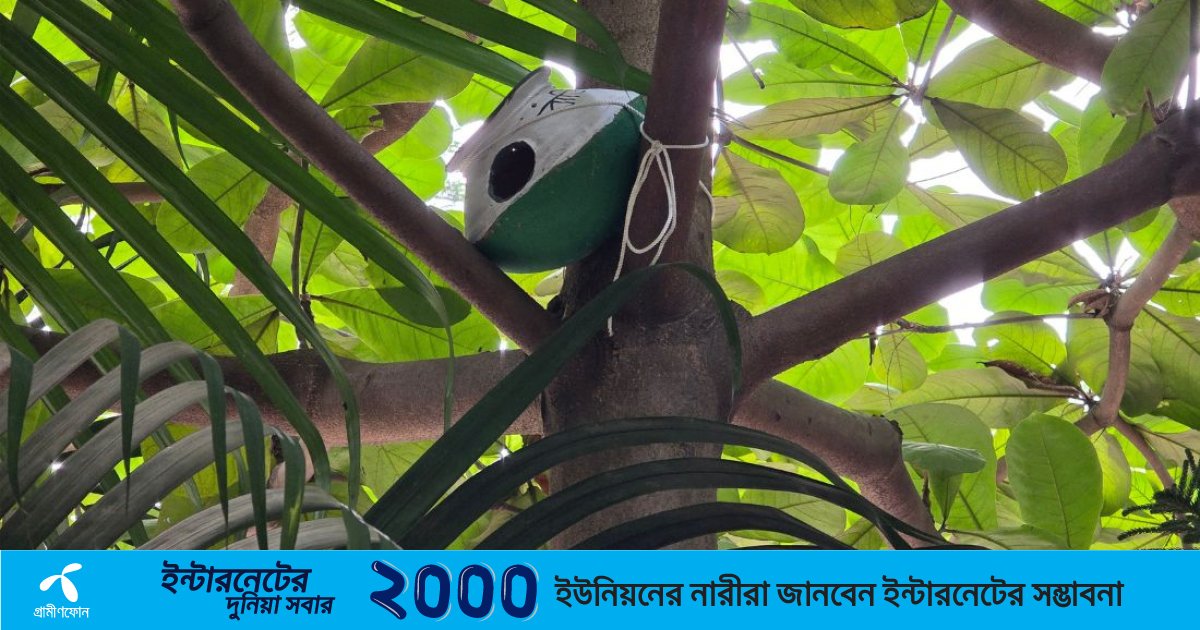 Tangail trees adorned with clay pots to shelter birds