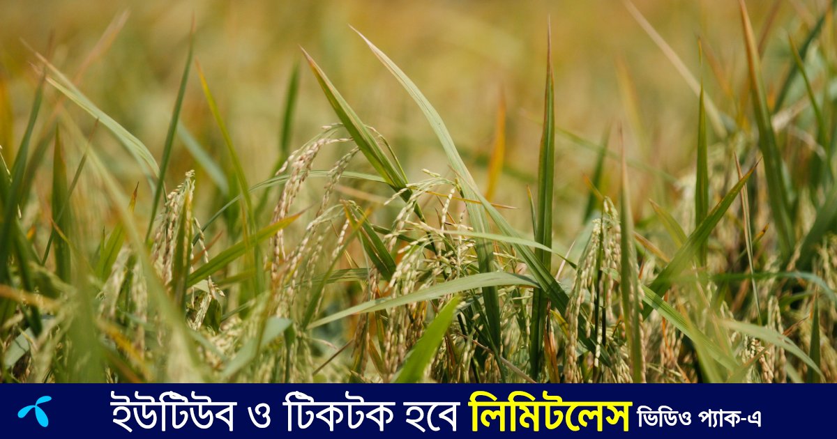 Food dept’s poor show in buying paddy from farmers