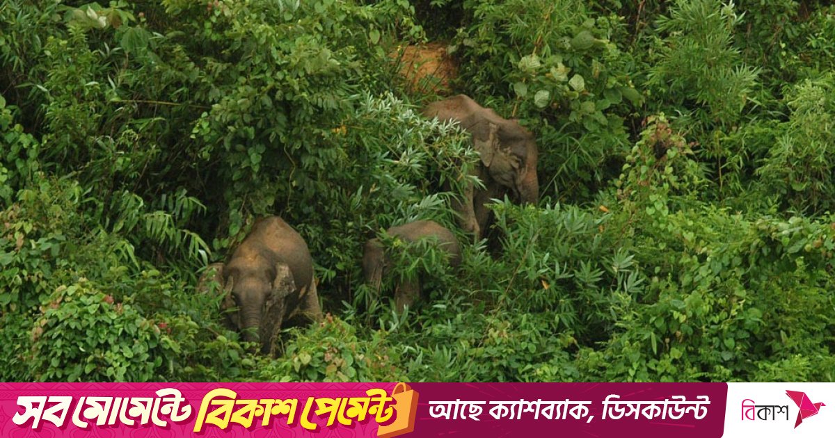 Govt charts twin pathways to ease human-elephant conflicts in Bangladesh