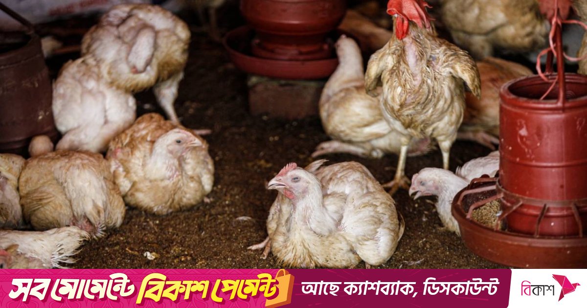Price of broiler chicken and day-old chicks collapses