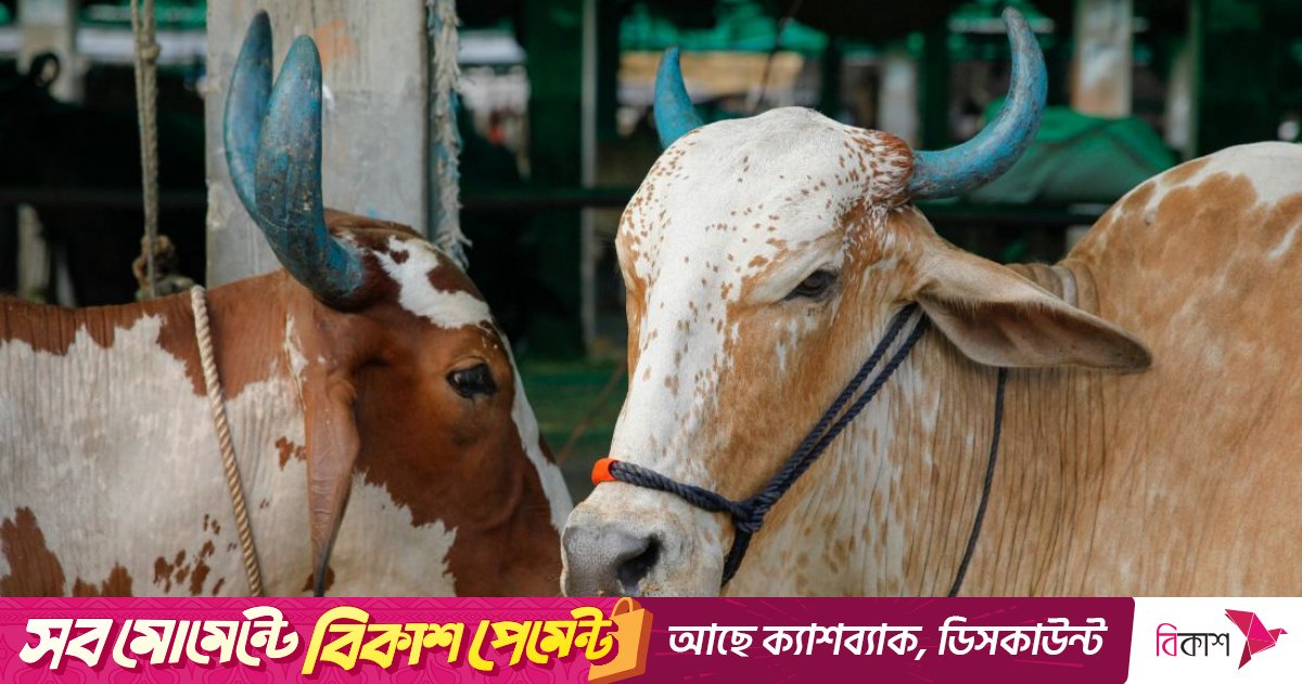 Cattle markets begin to form in Dhaka ahead of Eid-ul-Azha