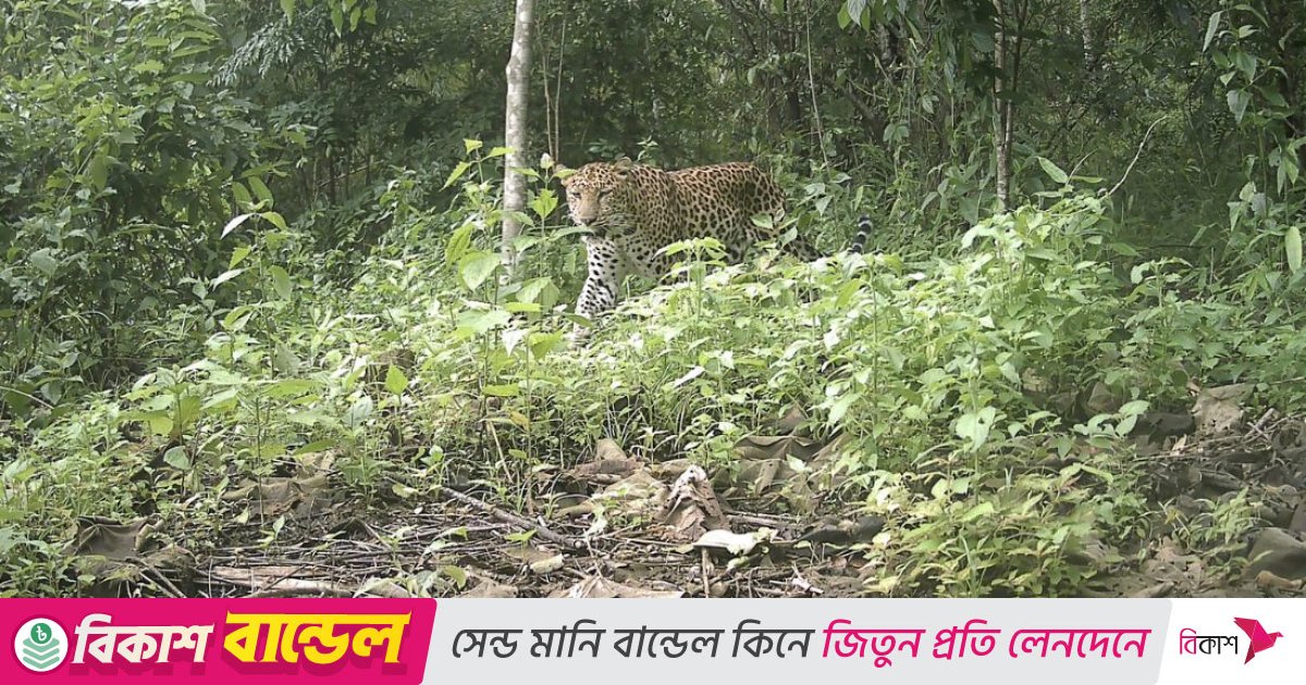 Leopard spotted on camera trap in CHT