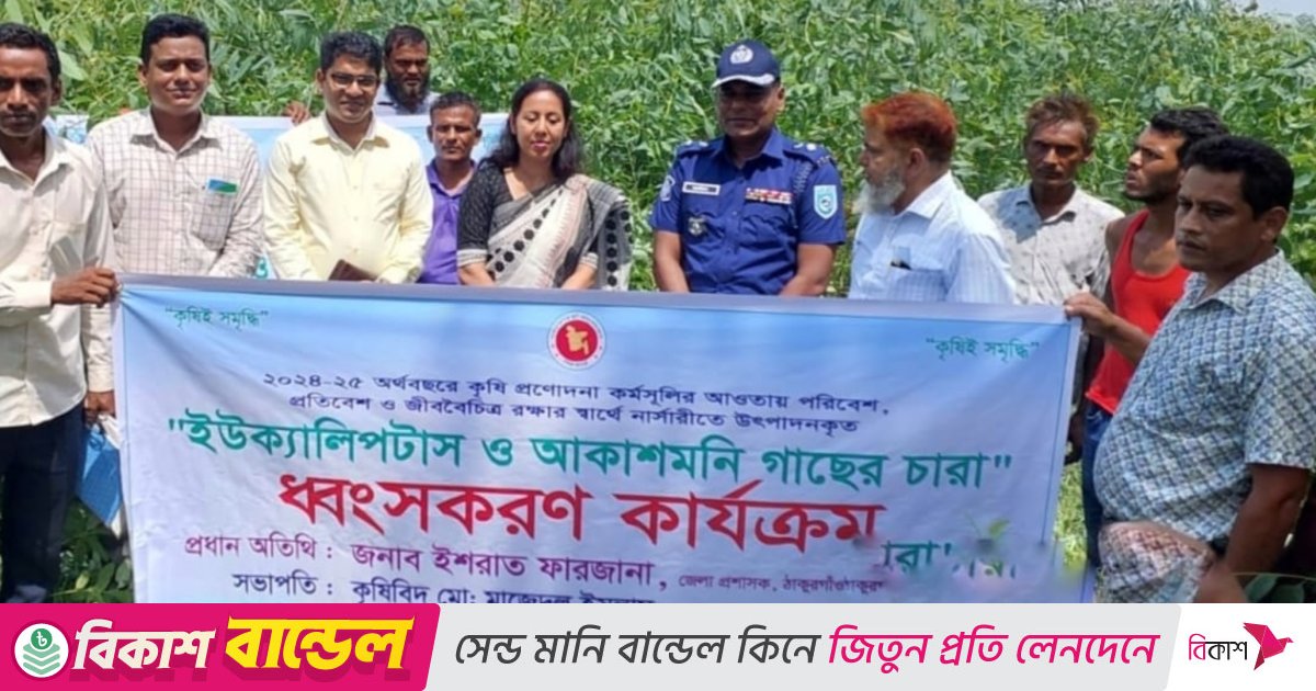 Eucalyptus, akashmoni saplings felled in Thakurgaon to safeguard ...