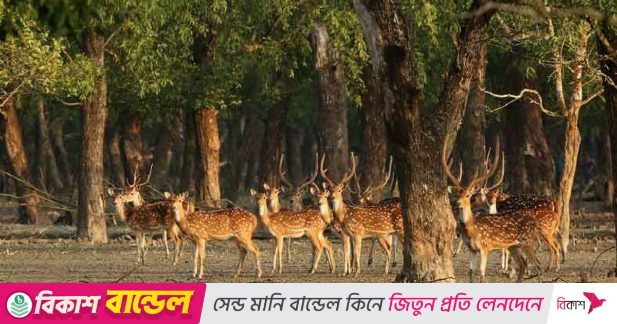 Preserving our wildlife