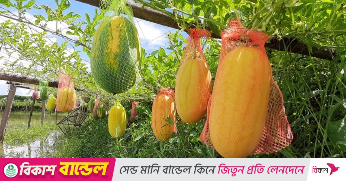 Off-season watermelon farming brings bumper gains to Narail farmers