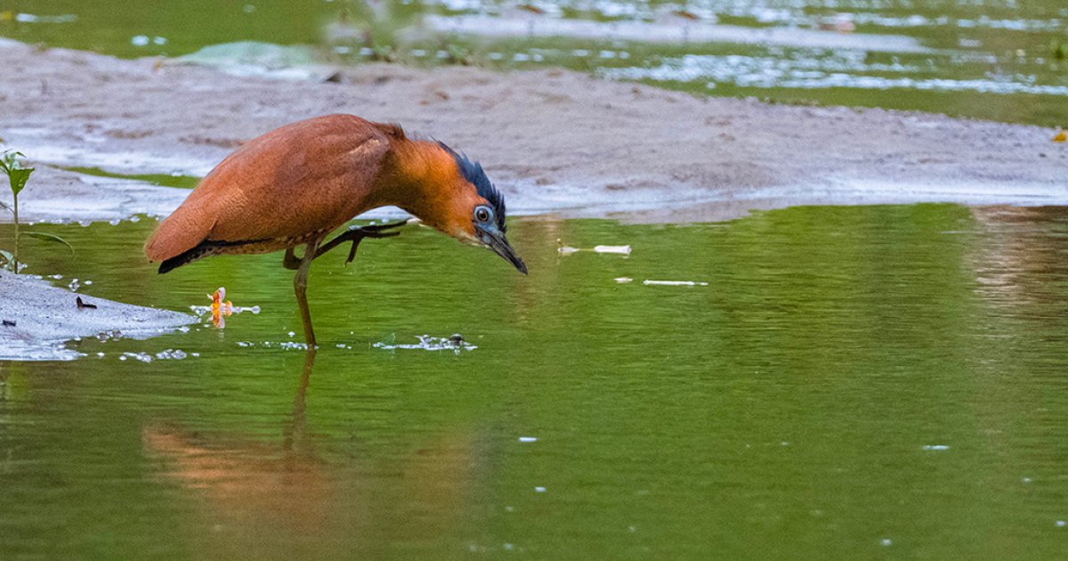 Malayan night-heron: Photographing a rare bird