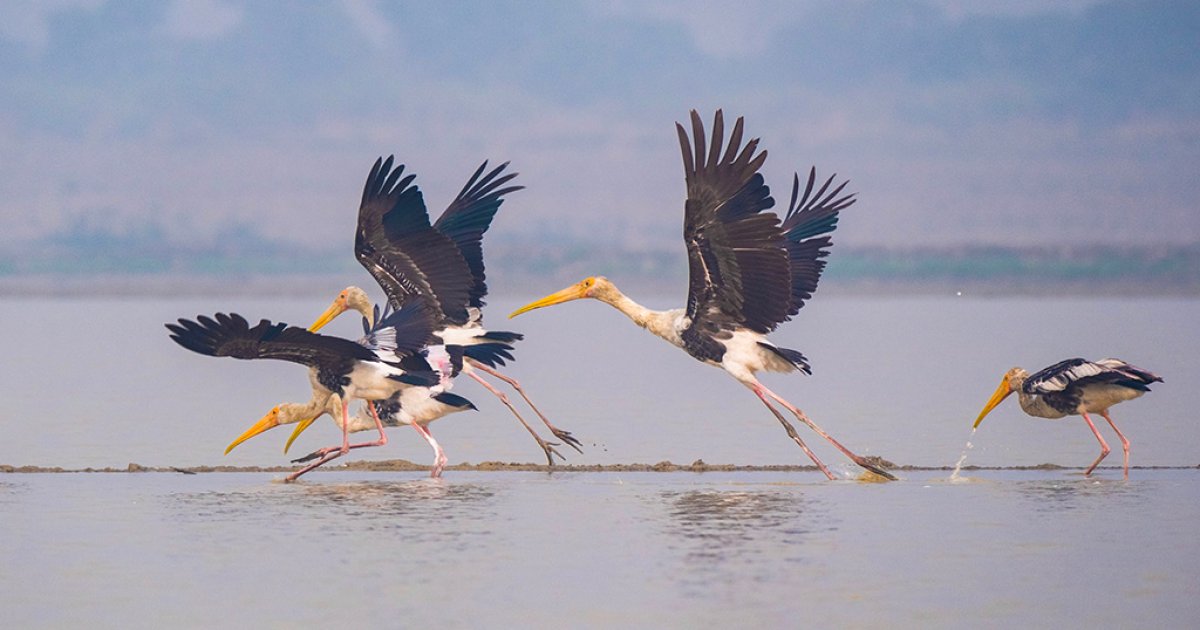 Bracing mud water for painted storks