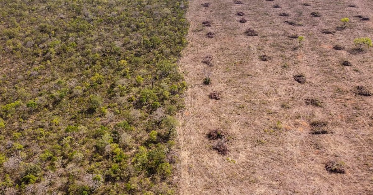 Report: Global efforts to halt deforestation falling short