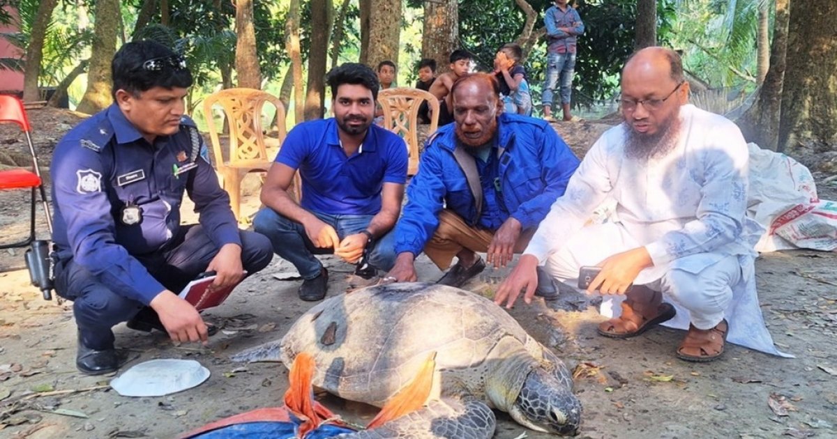 Massive 200-year-old sea turtle freed in Meghna River