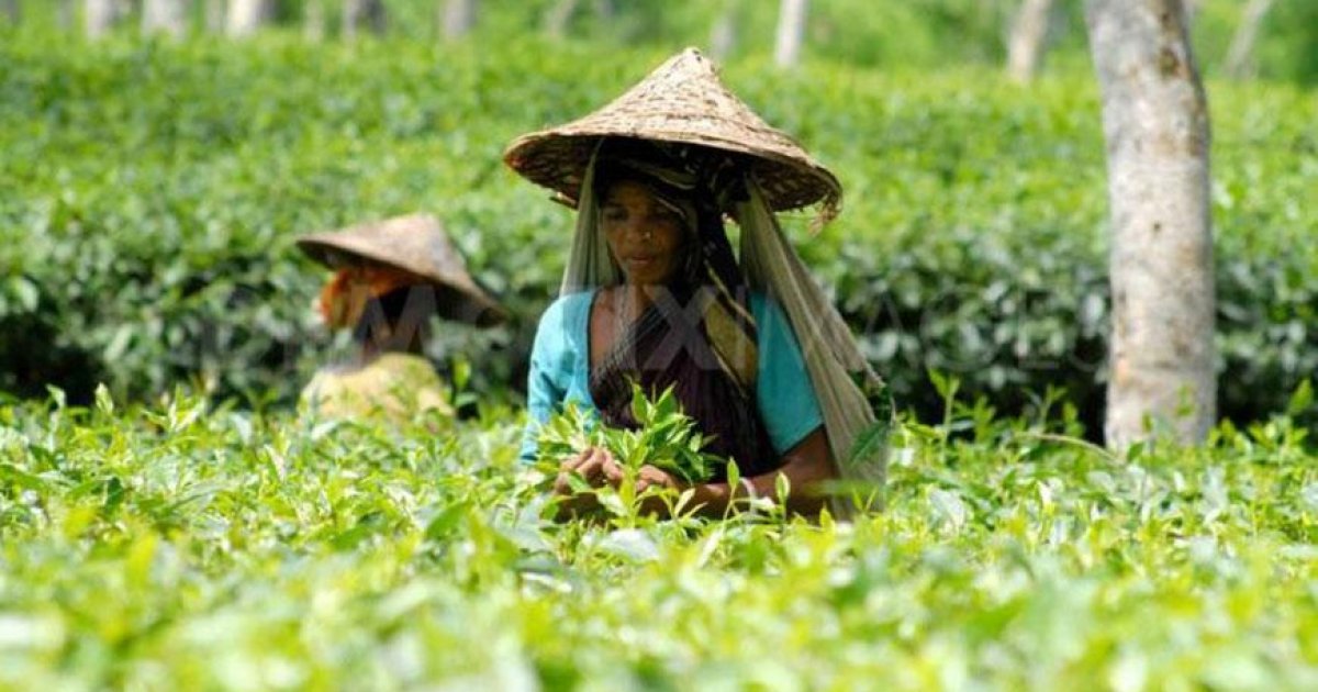 Tea garden workers observe Tea Labourers Day