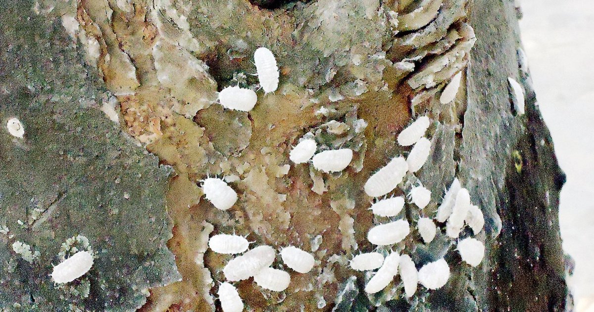 Naval base under attack of Congo bug