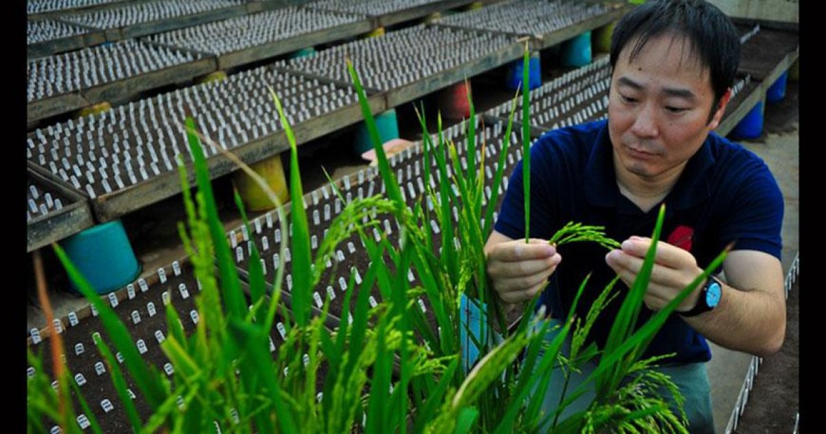 Scientists discover wonder rice gene