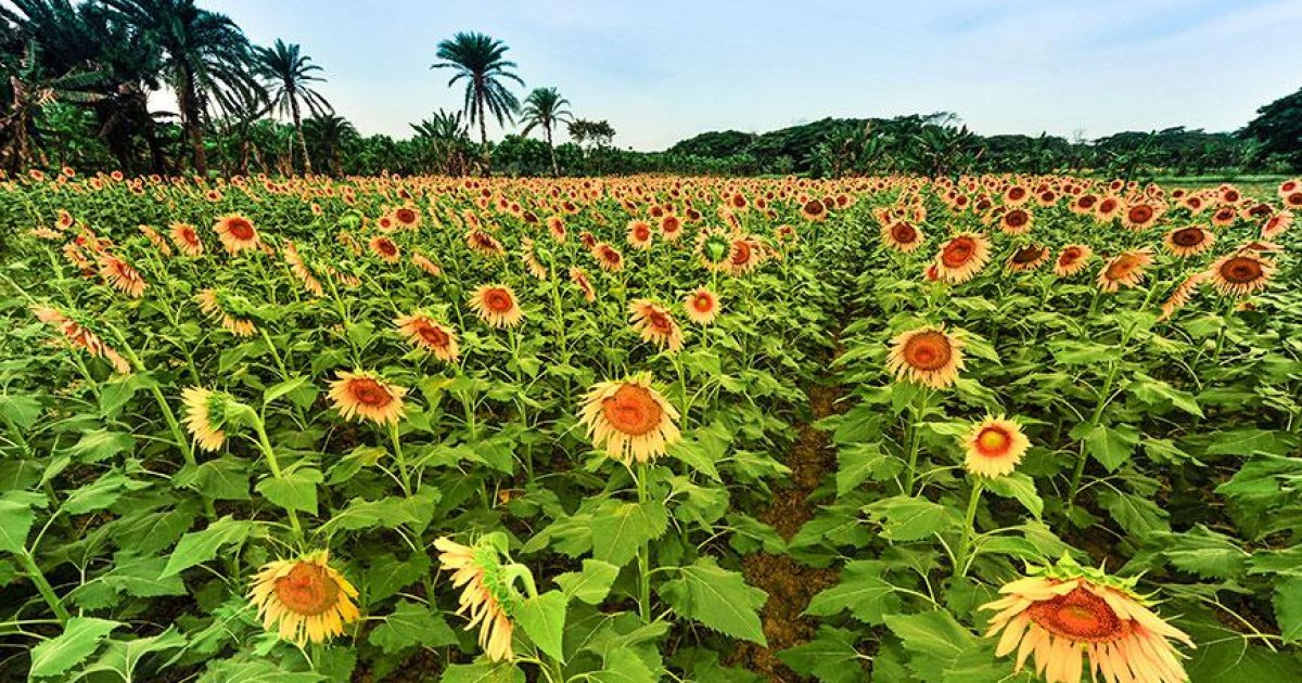 Sunflower a new addition to Jhalakati oilseeds