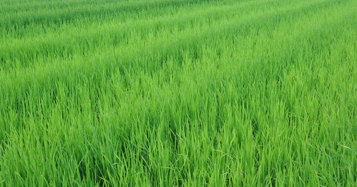 Climate-tolerant rice unpopular among farmers