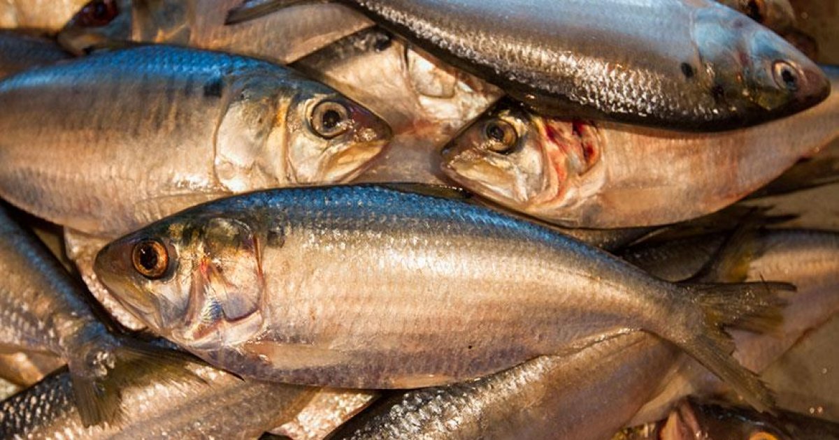 Hilsa in storage, market awash with Chokori