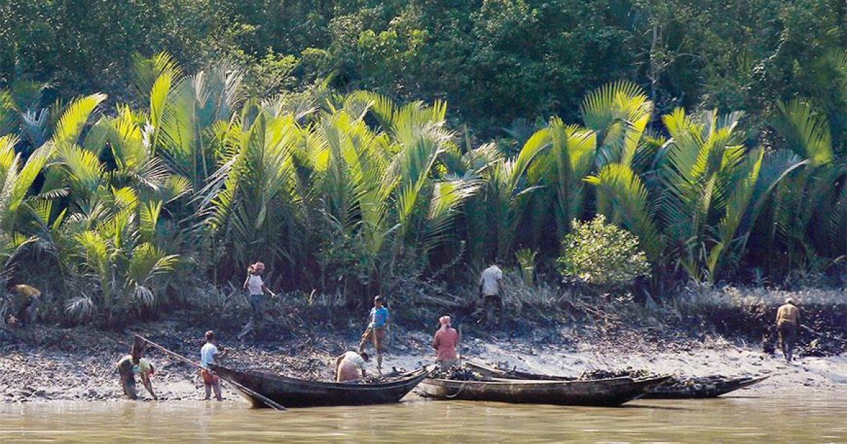 Clean-up efforts at Sundarbans veer off course
