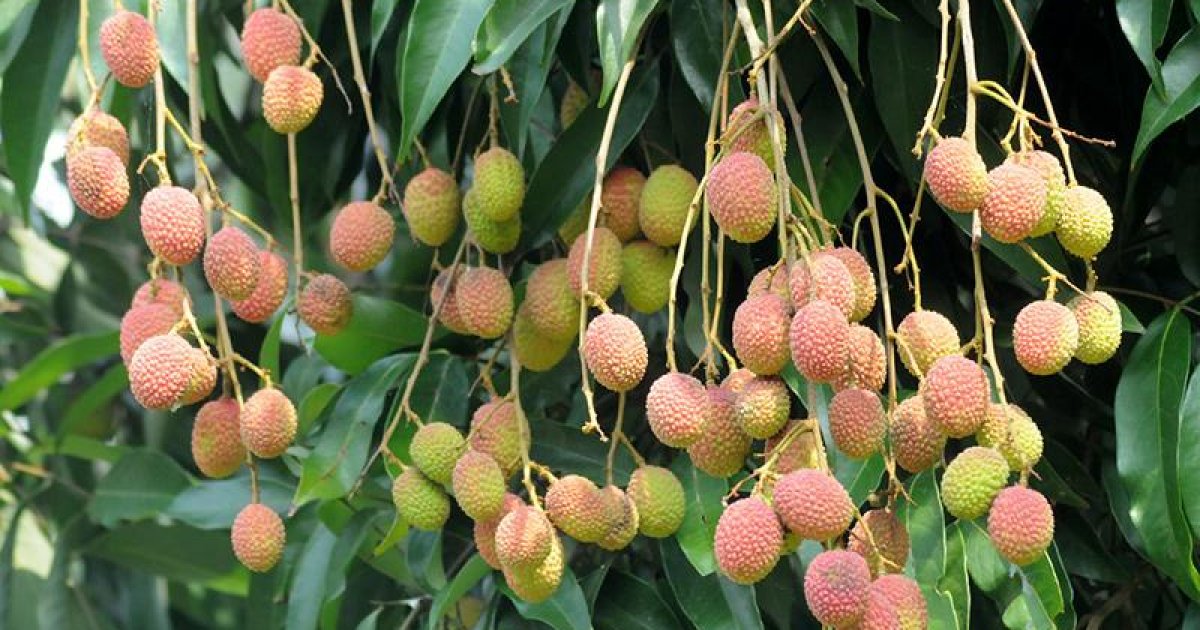 Study says pesticides not lychees caused 2012 child deaths