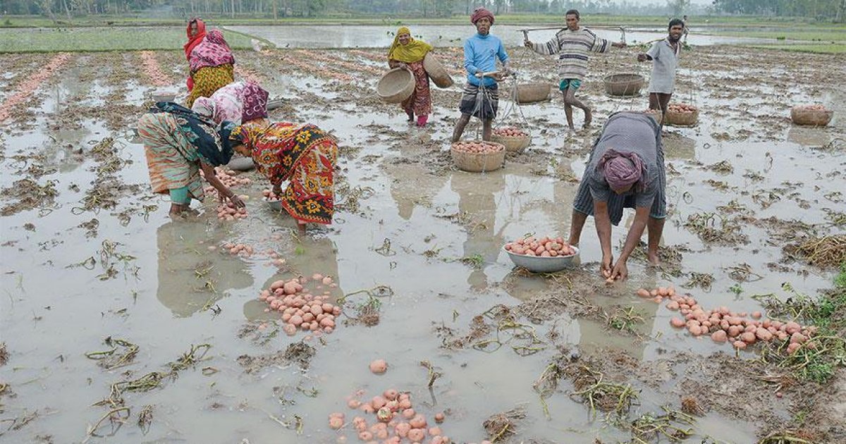 Hail storm badly damages crops