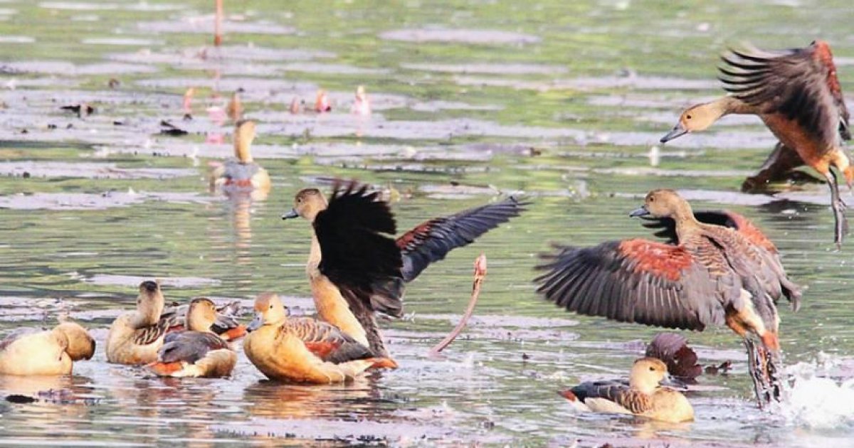 Poaching of migratory birds goes rampant