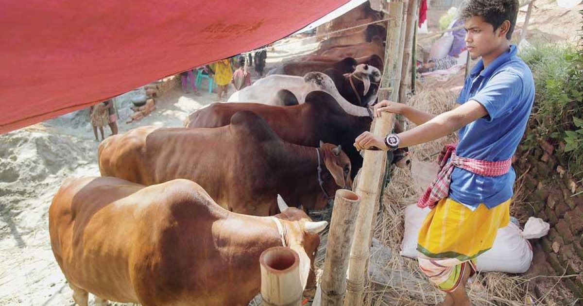 A day in the life of a cattle rearer