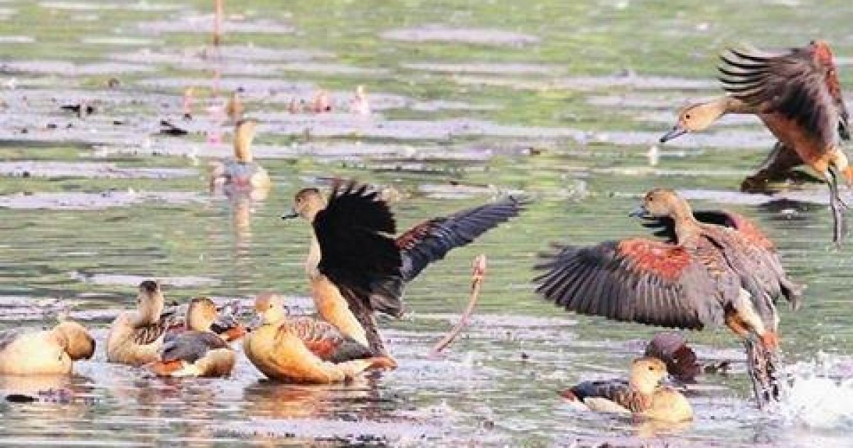 Use of poison rampant in Bhola for migratory birds hunting