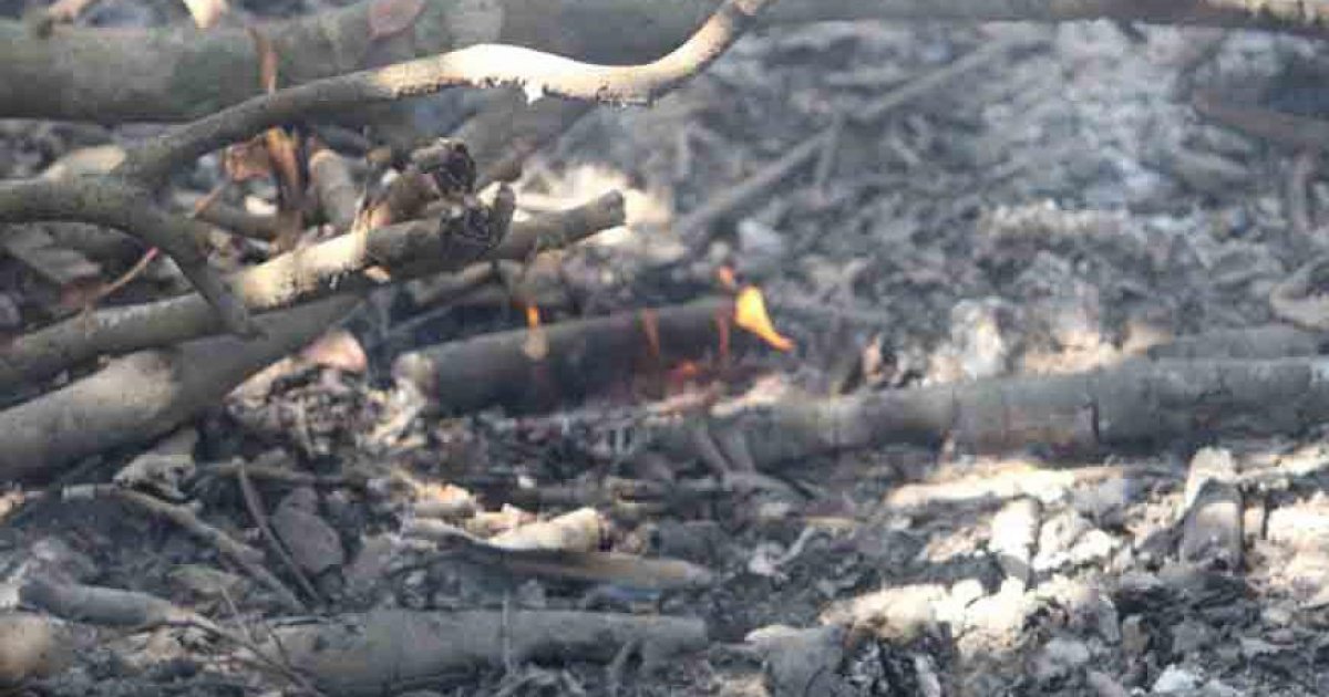 Sundarbans fire finally brought under control