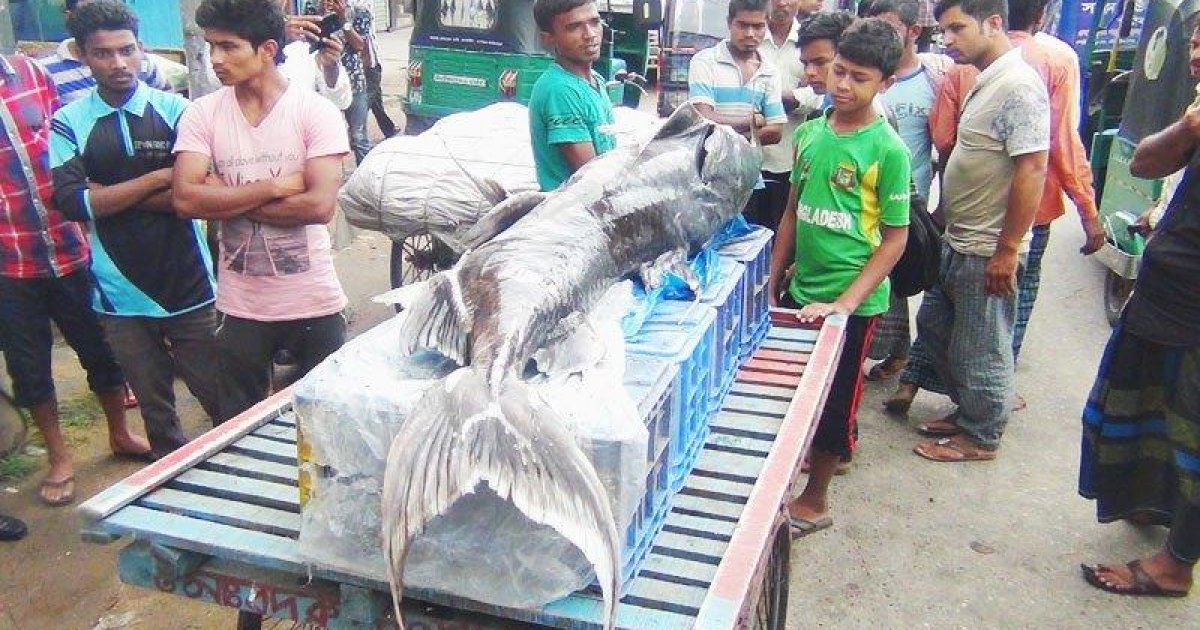 120kg Baghair fish on sale in Moulvibazar