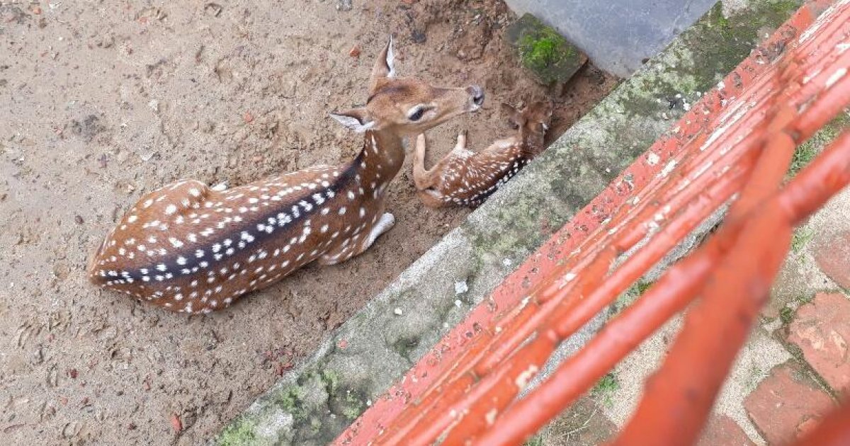 Fawn: The latest addition at Chittagong Zoo