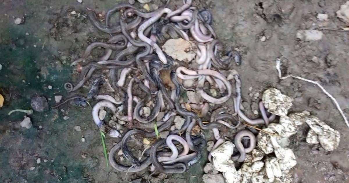 Snake pit with 125 cobras found in a Rajshahi kitchen