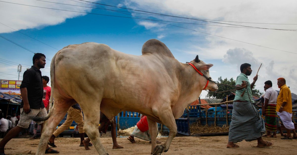 Is your cow on drugs?