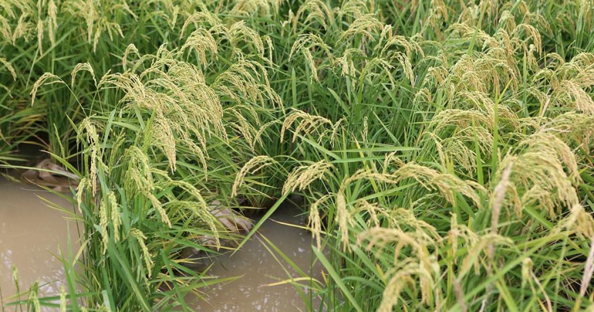 New Chinese saltwater-tolerant rice can feed 200 million people