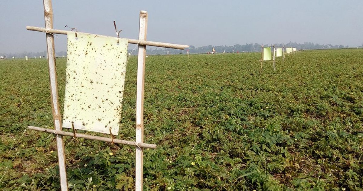 Farmers rave at success of ‘yellow traps’ in Narsingdi