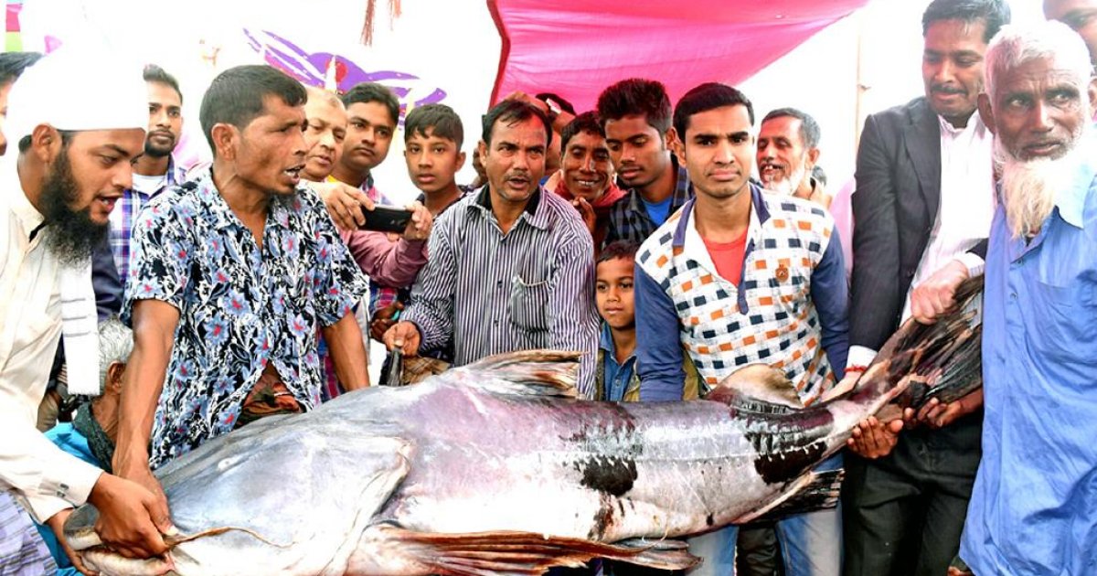 100kg fish main attraction at 200-year-old Bogra fair