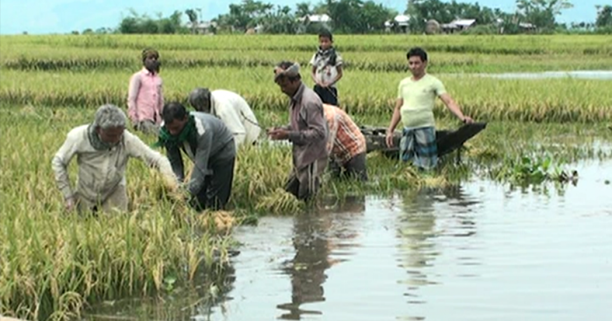 Submerged paddy fields: ‘If the rain continues, we will be devastated’