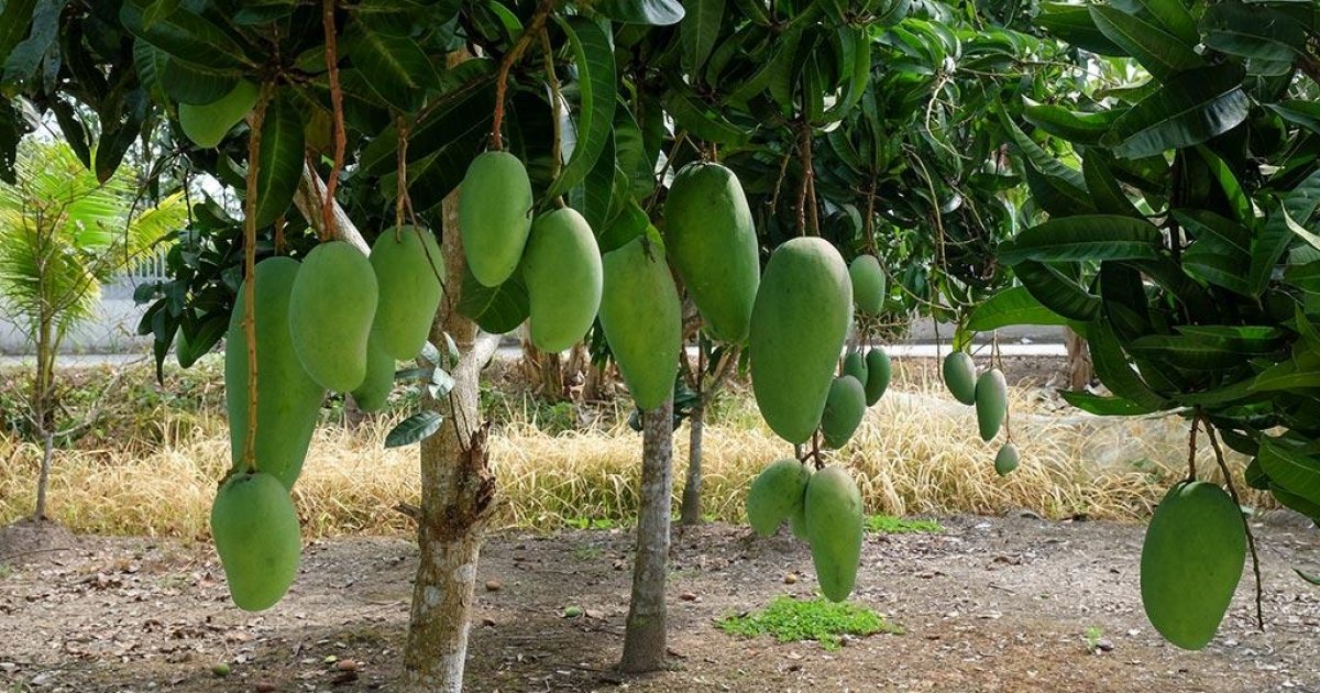 Juicy mango set to see yield drop as drought hits Chapainawabganj hard