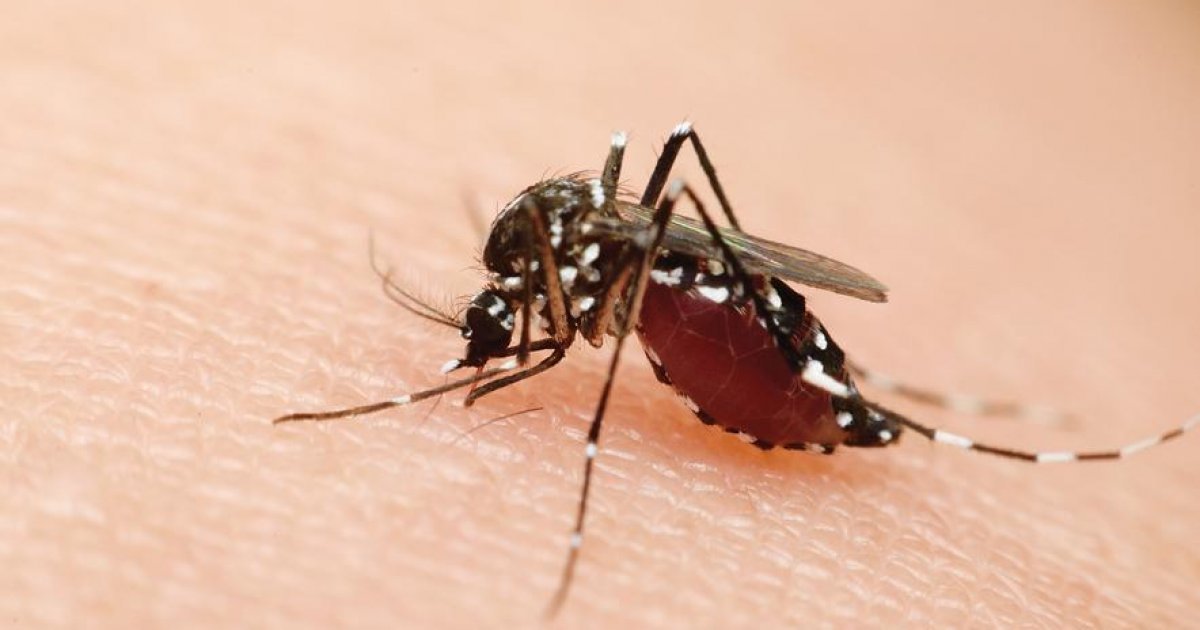Your definitive guide to fighting dengue this season