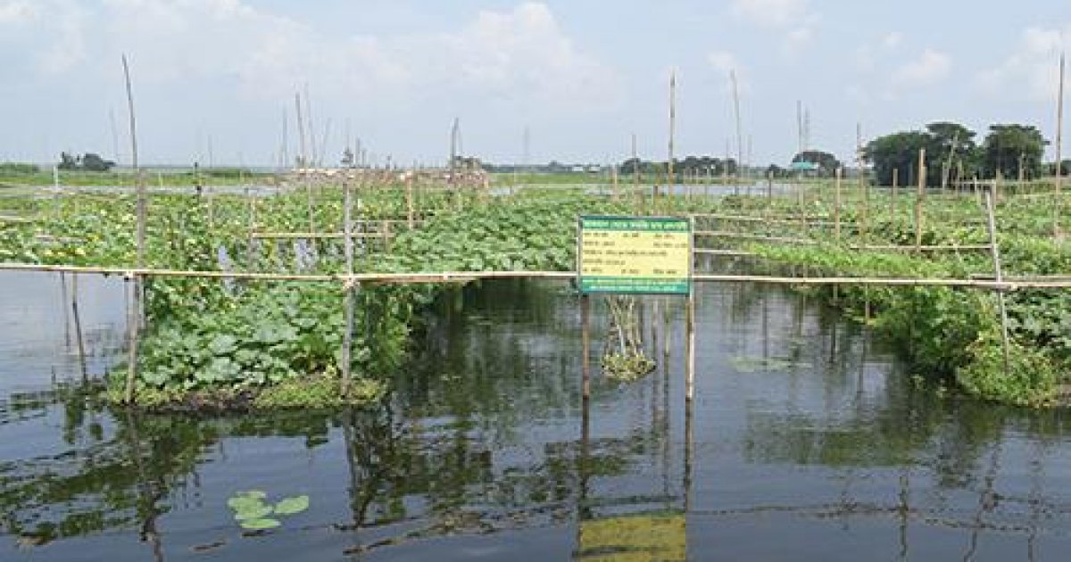 Floating vegetable farming gains popularity in Char areas