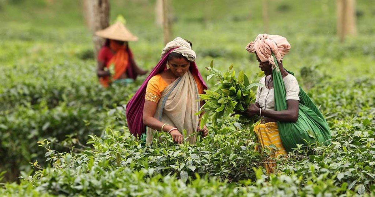 TIB: Tea workers still denied fundamental rights