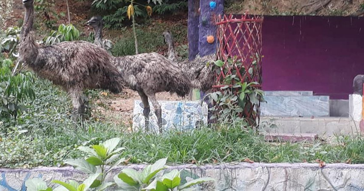 Chittagong Zoo gets ostriches, emus