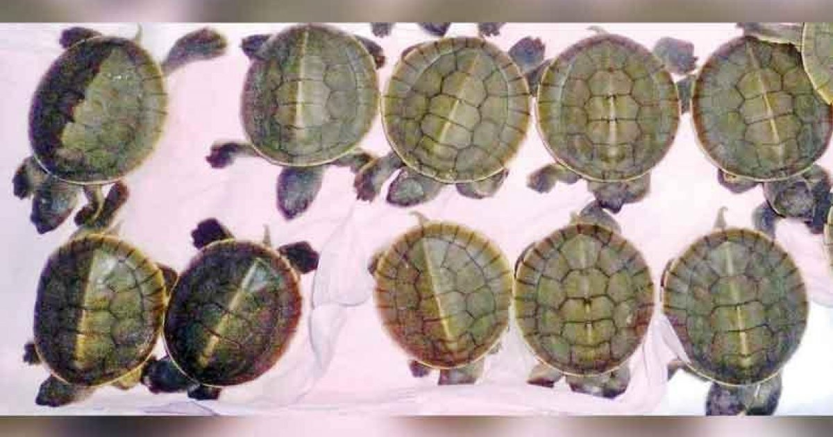 10 rare baby turtles born in the Sundarbans