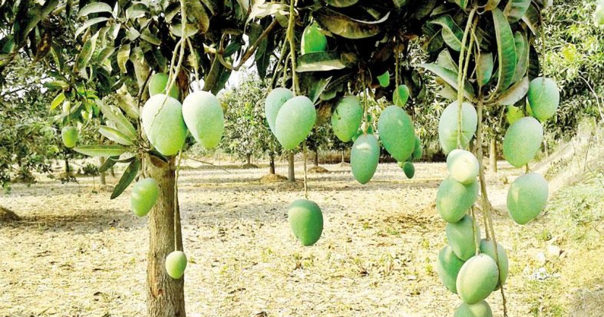 Sweet smell of Bangladeshi mangoes reaches Switzerland
