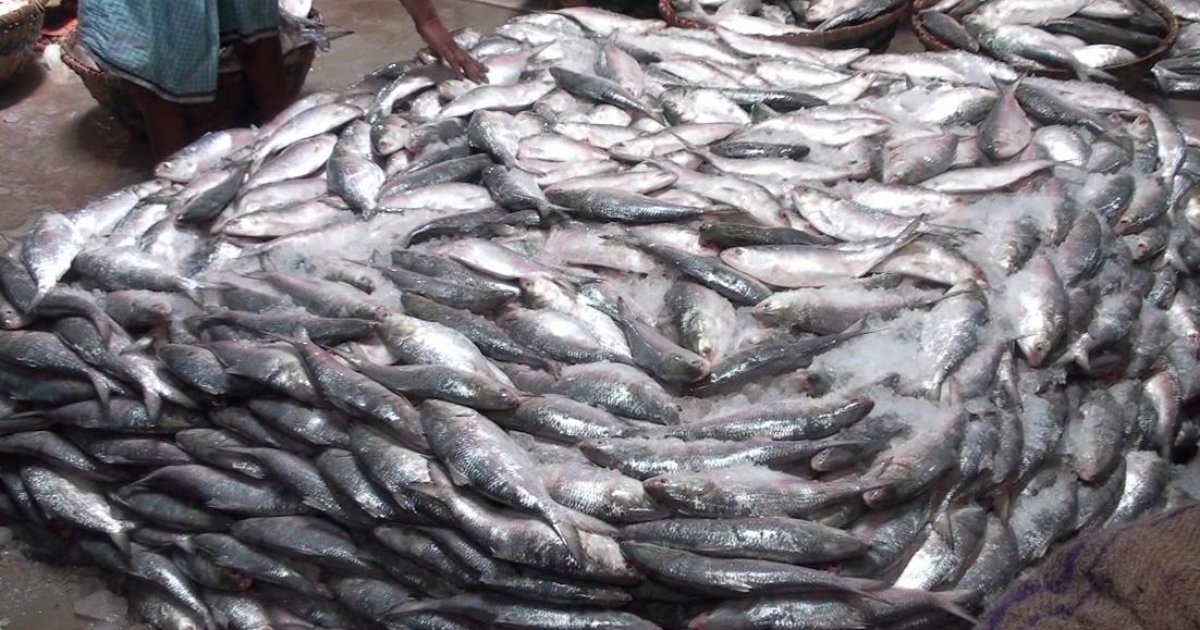 Ilish glut floods Khulna fish markets