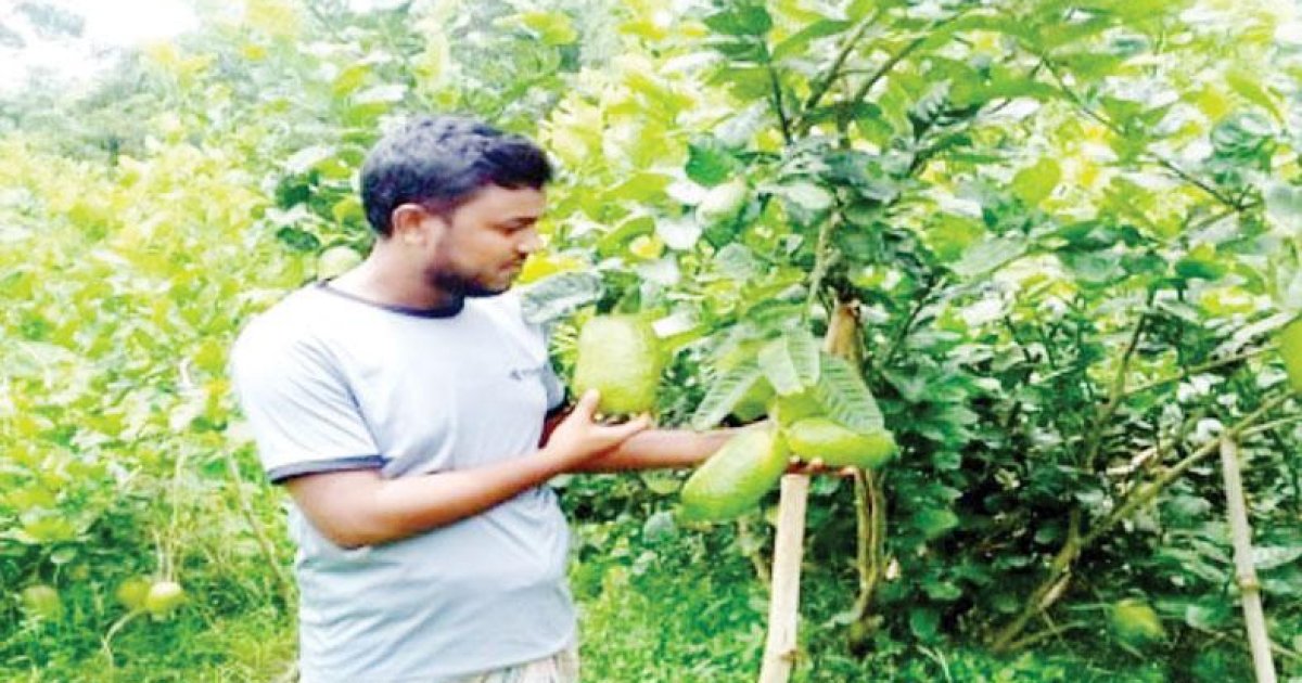 Sylhet farmers hopeful about Jara Lemon farming amid growing export
